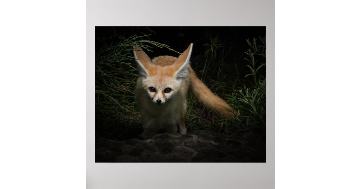 Fennec Fox Poster | Zazzle