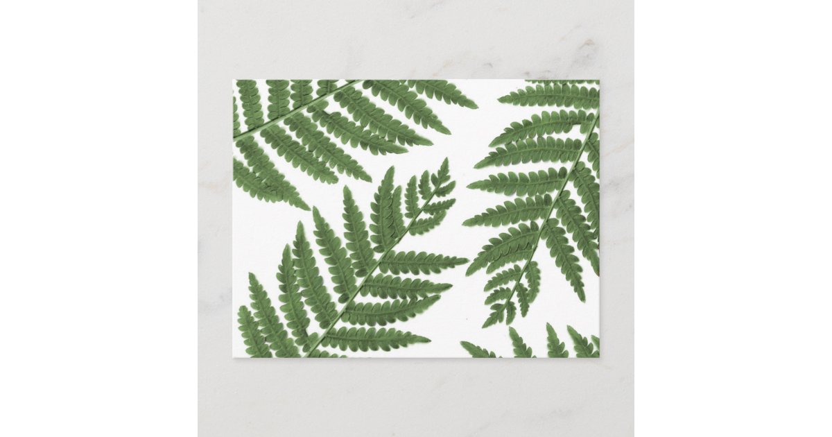 Fern Postcard | Zazzle