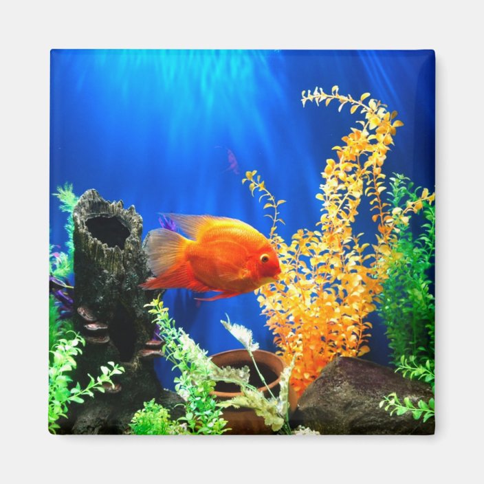 Fish tank aquarium magnet | Zazzle.co.uk