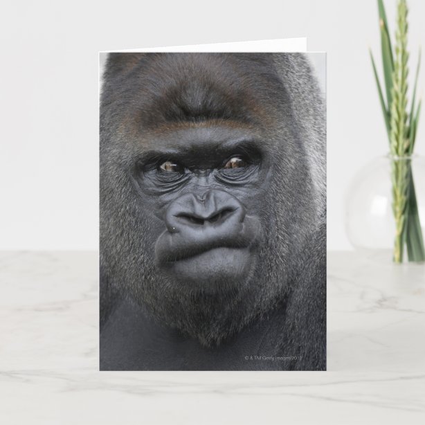 Gorilla Cards | Zazzle UK