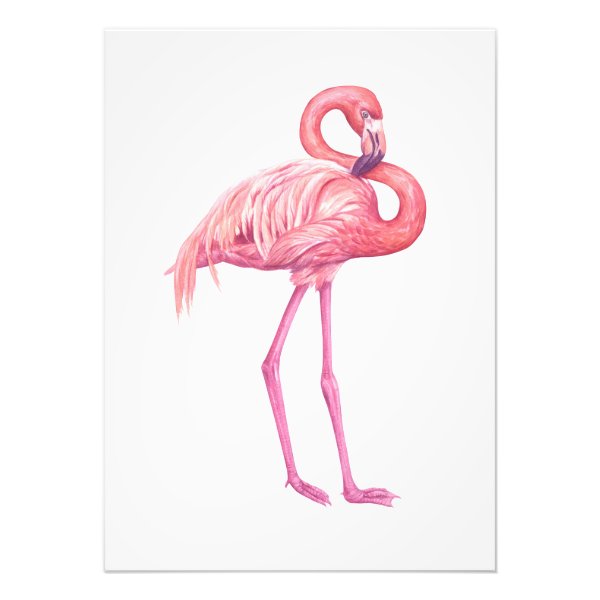 Flamingo Posters & Prints | Zazzle UK