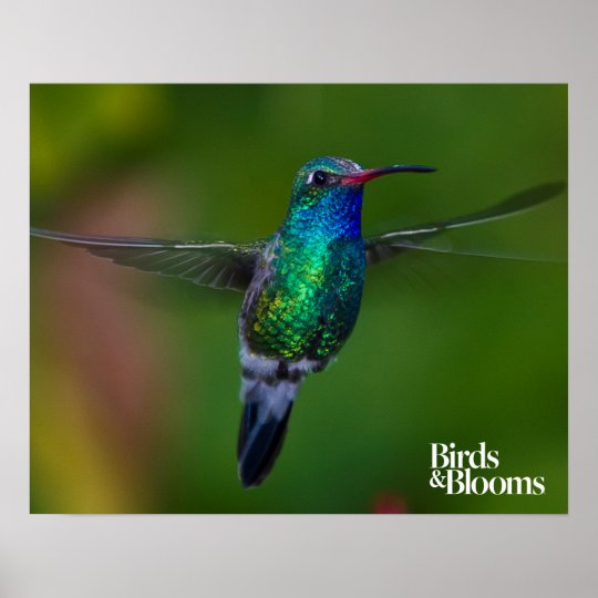 Floating Hummingbird Poster | Zazzle.co.uk