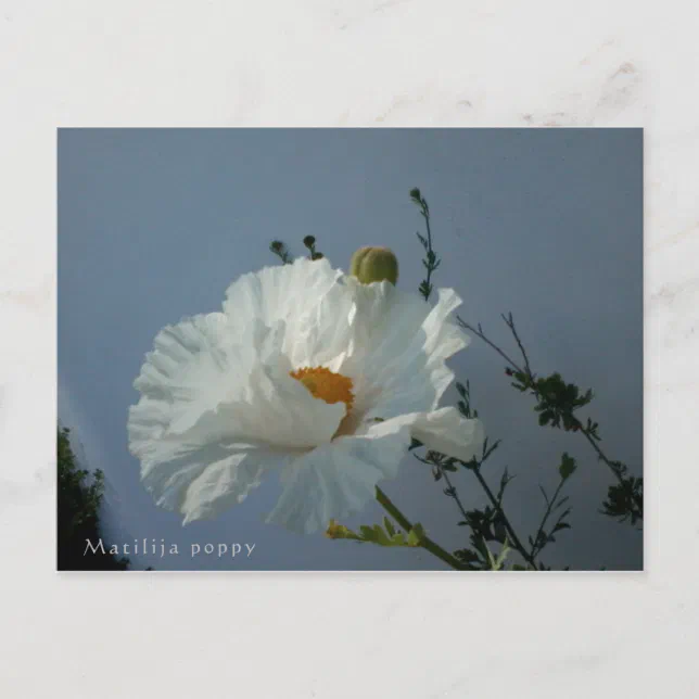 Floating Matilija Poppy Postcard | Zazzle