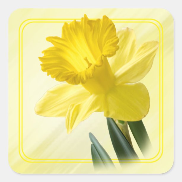 Daffodil Stickers & Labels | Zazzle UK