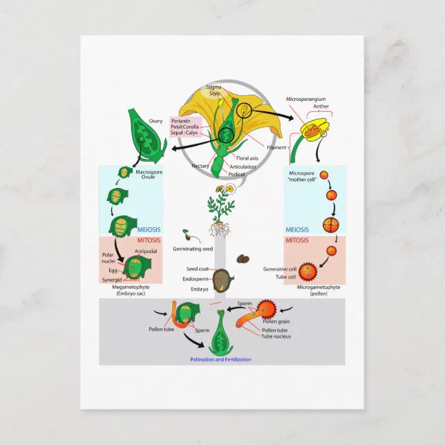 Floral Plant Angiosperm Life Cycle Diagram Chart Postcard | Zazzle