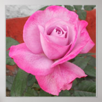 Beautiful Vintage Roses Posters & Prints | Zazzle UK