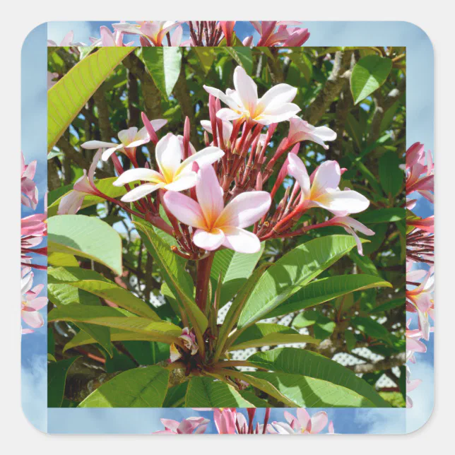 Flowering Pink Frangipani Tree, Square Sticker | Zazzle