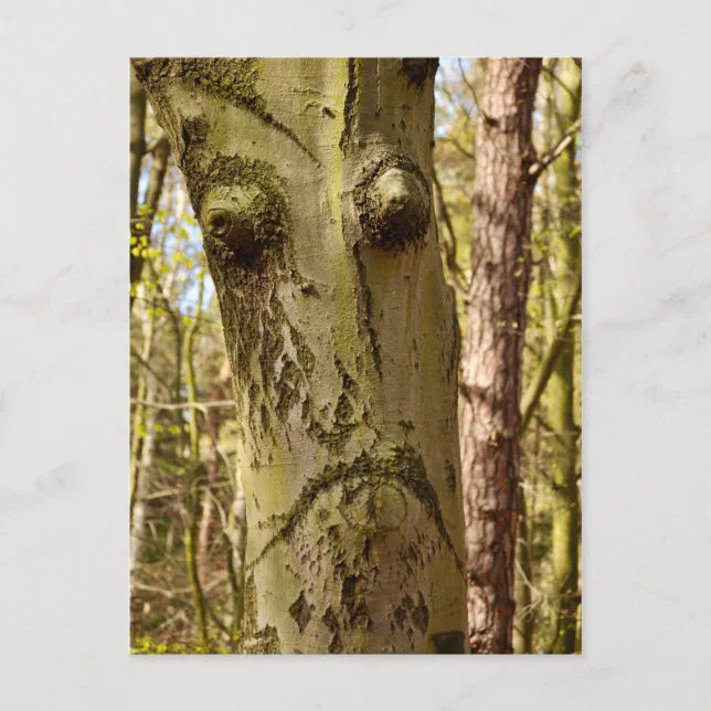 forest ent postcard | Zazzle