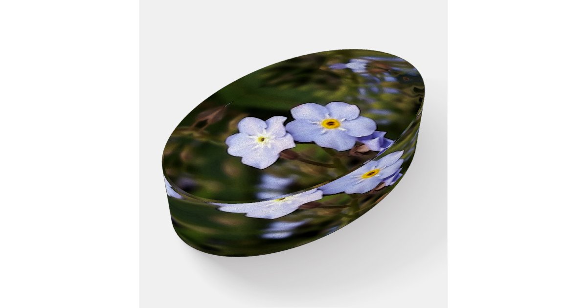 Forget me not flowers paperweight | Zazzle