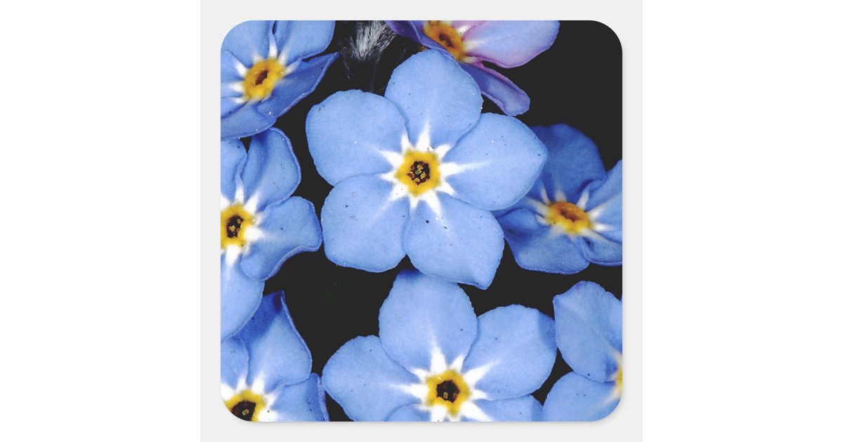 Forget-me-not Square Sticker | Zazzle