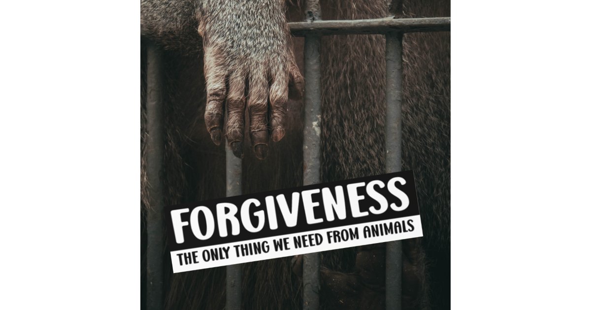 Forgiveness, The Only Thing We Need From Animals, Bumper Sticker | Zazzle