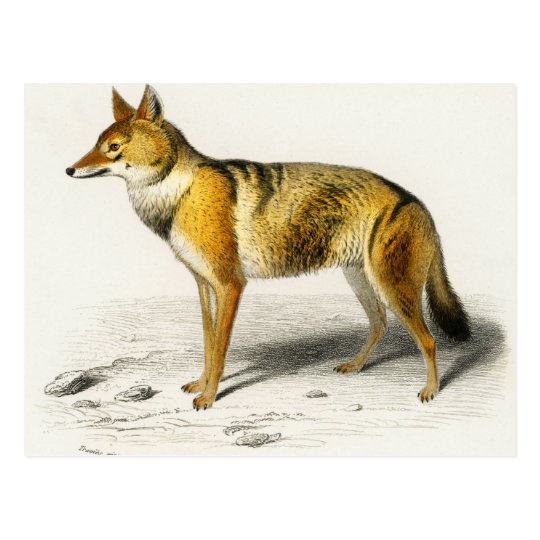 Fox vintage illustrated postcard | Zazzle.co.uk