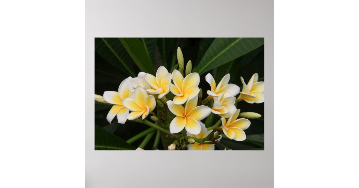 Frangipani Poster | Zazzle