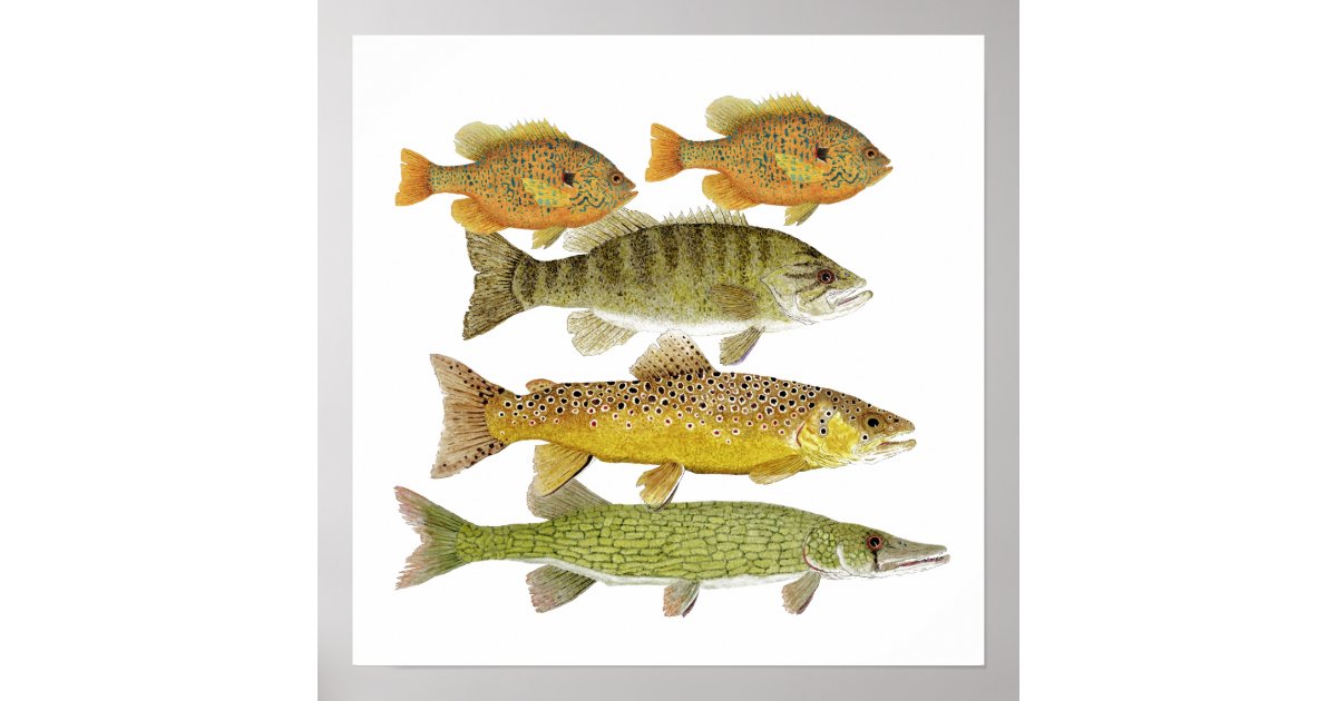 Freshwater Fish Art Poster | Zazzle