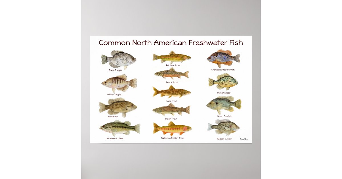 Freshwater Fish Poster | Zazzle