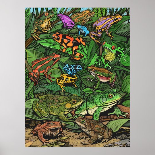 Frogs Poster | Zazzle.co.uk