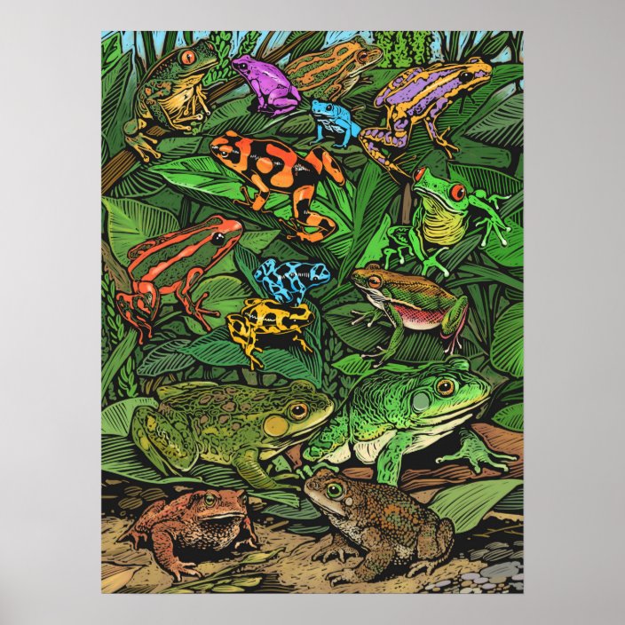 Frogs Poster | Zazzle.co.uk