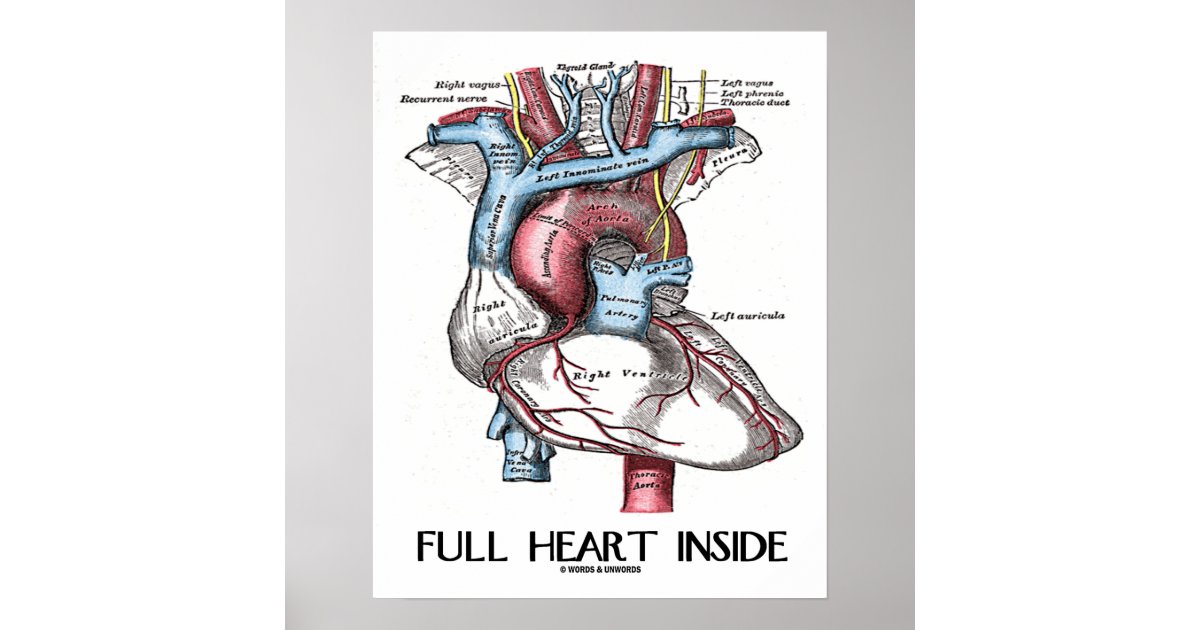 Full Heart Inside (Anatomical Illustration) Poster | Zazzle