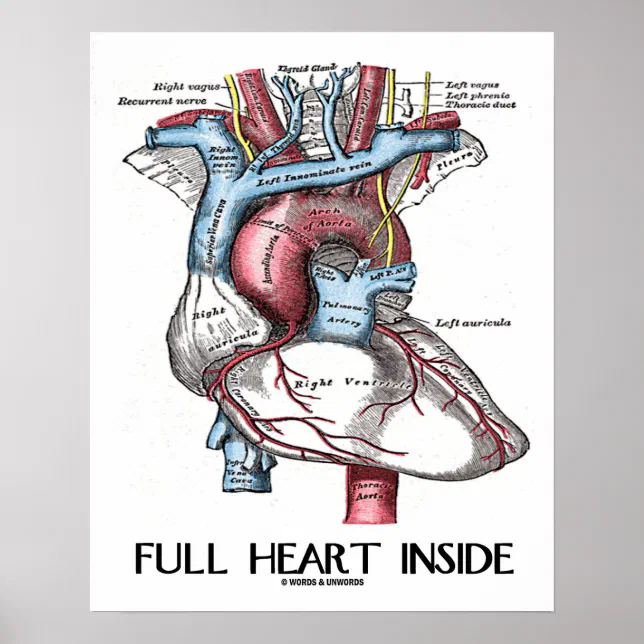Full Heart Inside (Anatomical Illustration) Poster | Zazzle