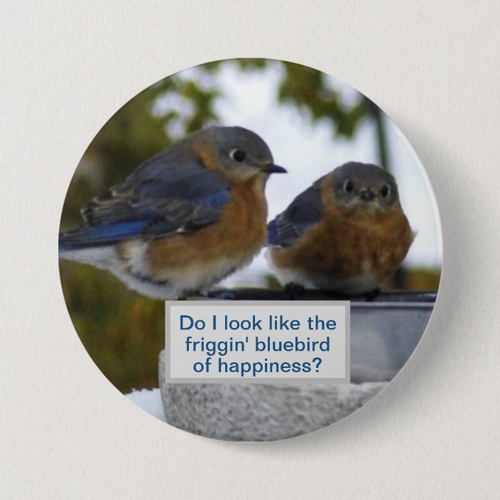 Funny Bluebird of Happiness, Photo of Bluebirds 7.5 Cm Round Badge ...