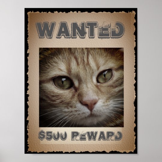Funny Cat Wanted Poster | Zazzle.co.uk