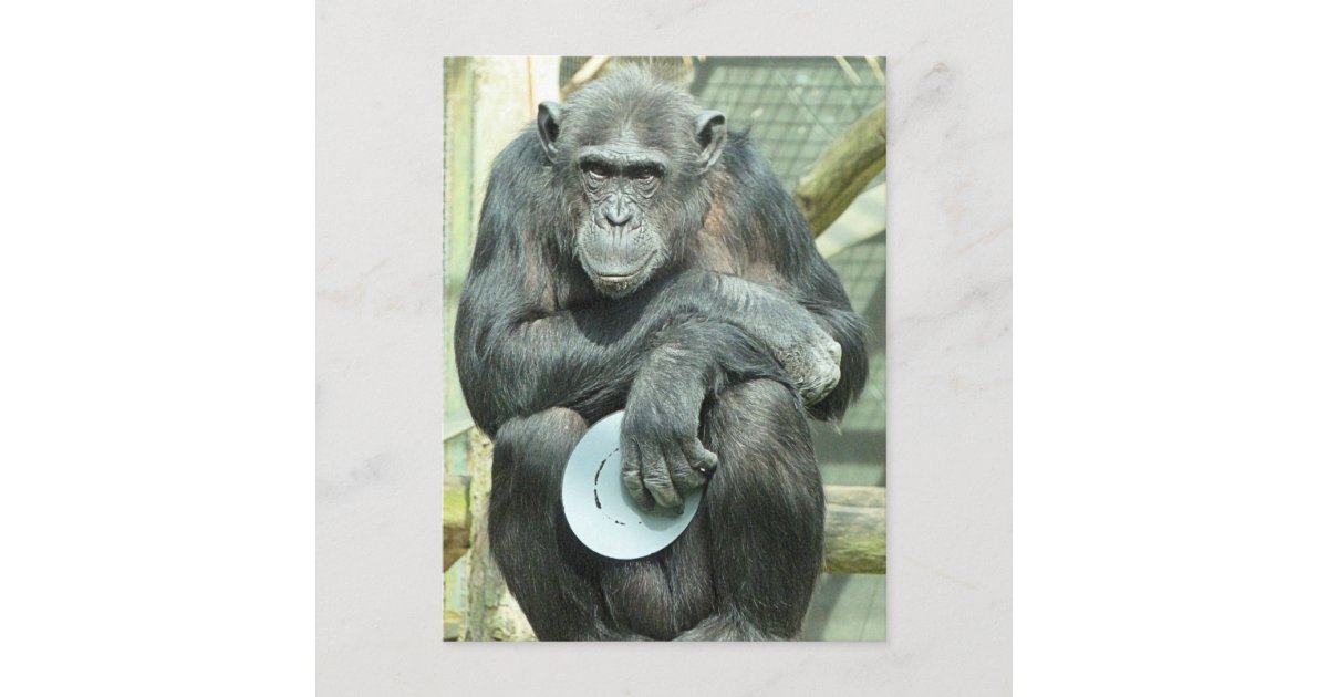 FUNNY CHIMPANZEE POSTCARD | Zazzle
