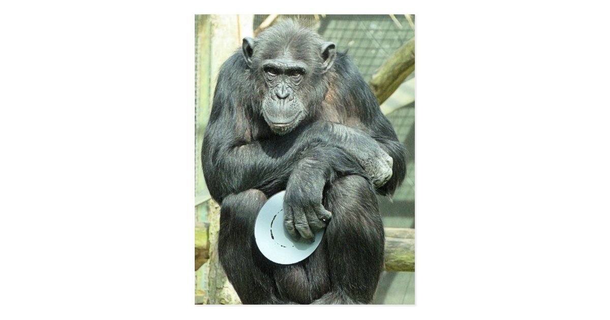 FUNNY CHIMPANZEE POSTCARD | Zazzle.co.uk