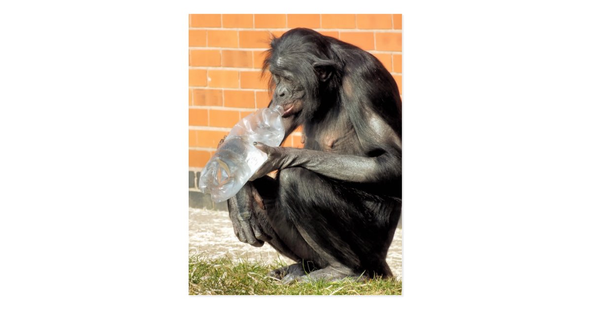 FUNNY CHIMPANZEE POSTCARD | Zazzle.co.uk