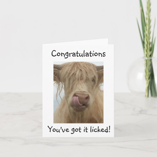 Funny Cow Congratulations Card | Zazzle.co.uk