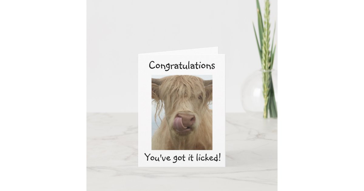 Funny Cow Congratulations Card | Zazzle.co.uk