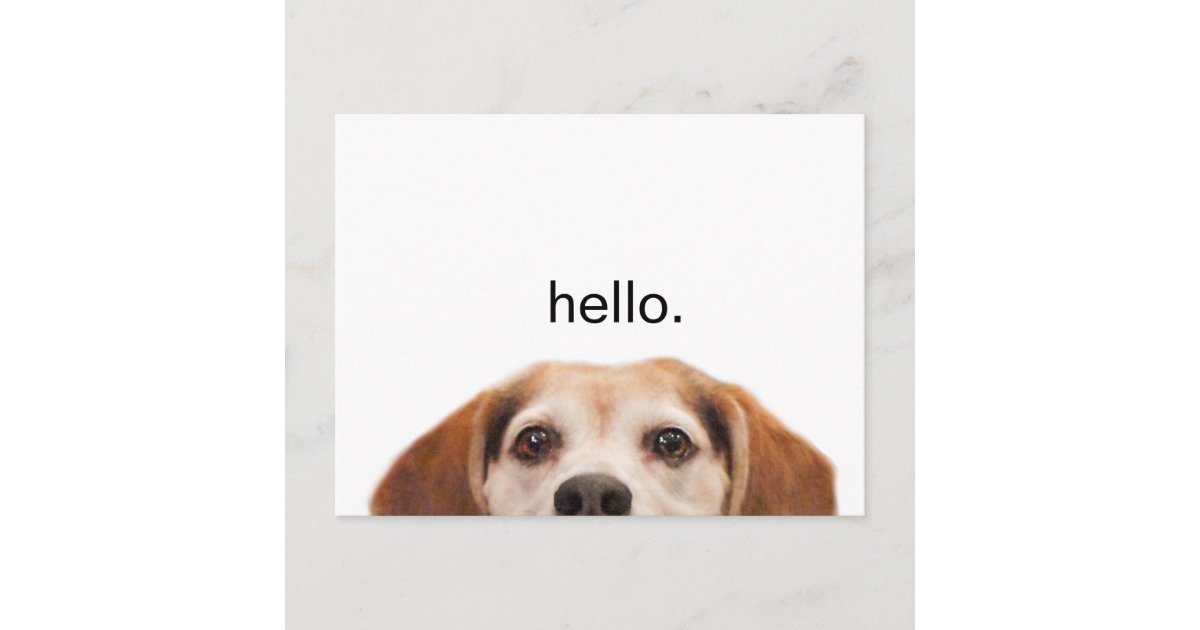 Funny Cute Dog Beagle Hello Modern Postcard | Zazzle