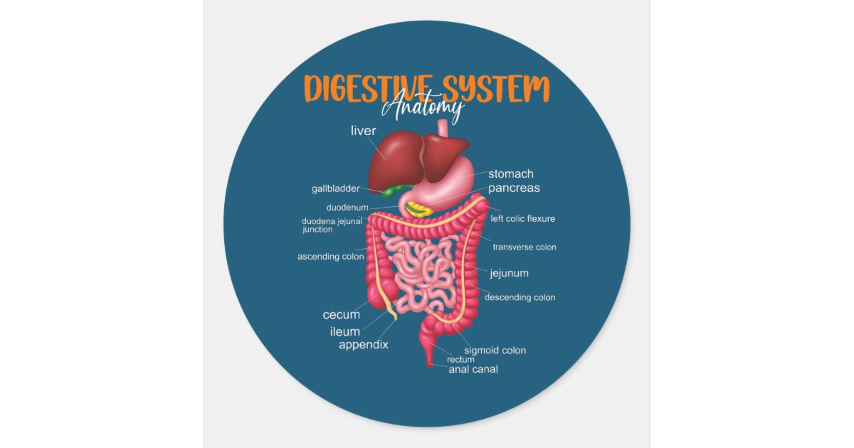 Funny Digestive System Anatomy Anatomical Biology Classic Round Sticker ...