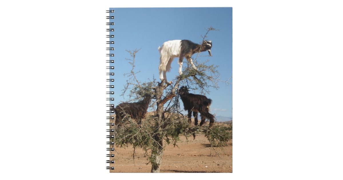 Funny goats in a tree notebook | Zazzle