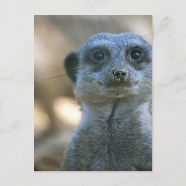 Funny Meerkat Postcards | Zazzle UK