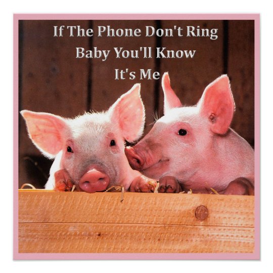 Funny Pig Memes with funny pig sayings and quotes. Poster | Zazzle.co.uk