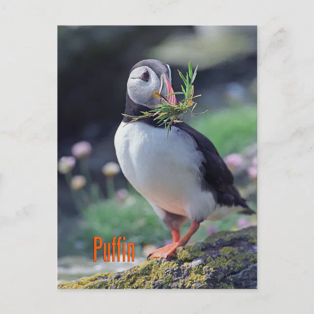 Funny puffin postcard | Zazzle