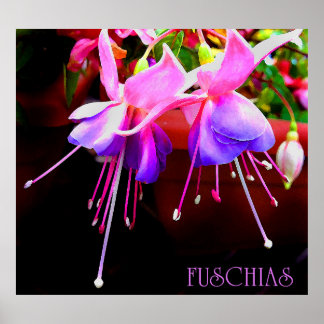 Fuschia Art, Posters & Framed Artwork | Zazzle.co.uk