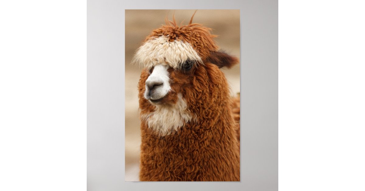 Fuzzy Llama Poster | Zazzle