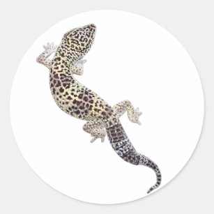 Gecko Stickers & Labels | Zazzle UK