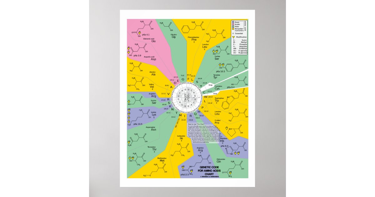 Genetic Code For Amino Acids (Chart Wheel) Poster | Zazzle