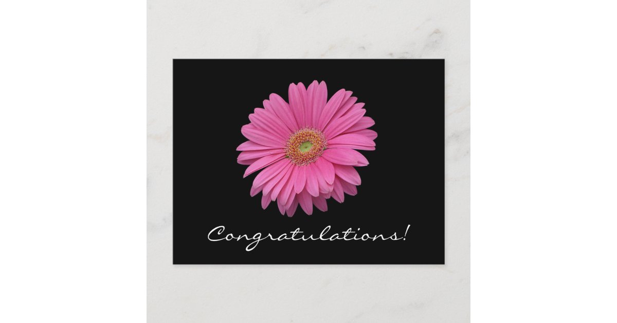 Gerbera Daisy Congratulations Postcard | Zazzle
