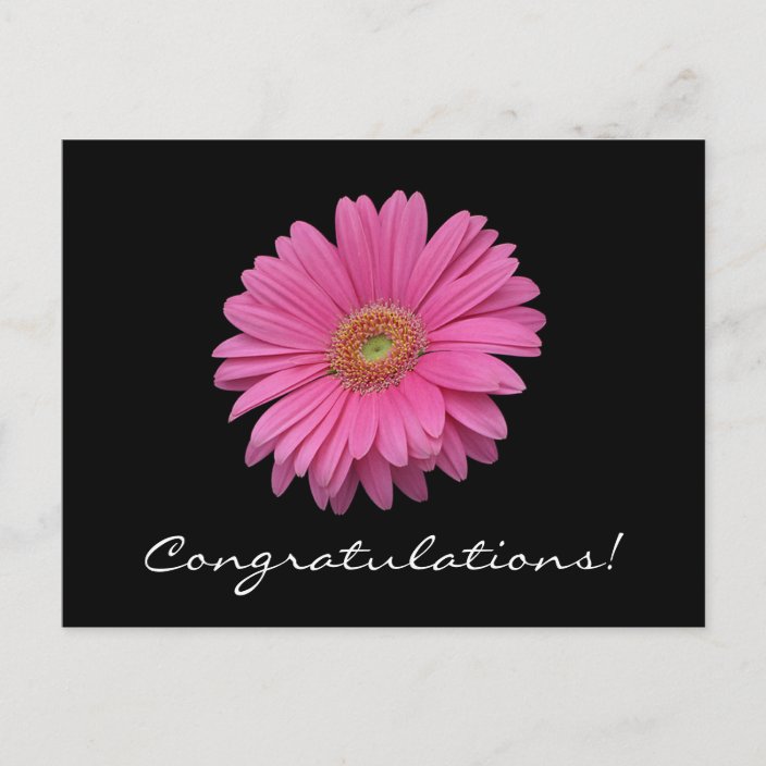 Gerbera Daisy Congratulations Postcard | Zazzle.co.uk