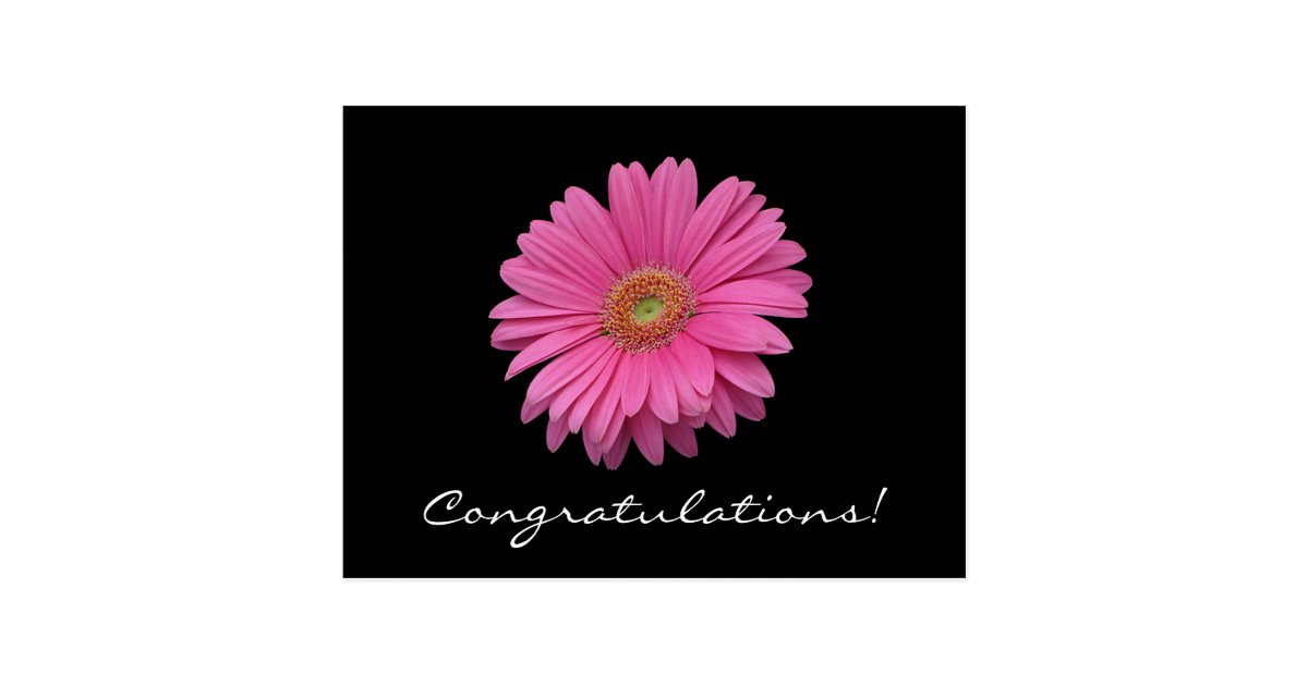 Gerbera Daisy Congratulations Postcard | Zazzle.co.uk