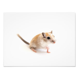 Gerbil Posters & Prints | Zazzle UK