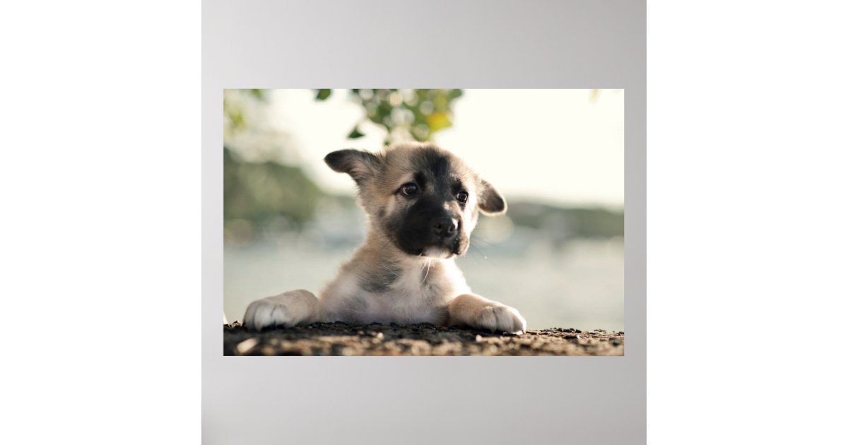 German Shepherd Puppy Over Ledge Poster | Zazzle