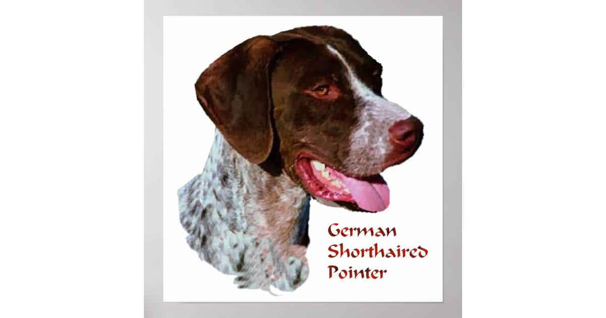 German Shorthaired Pointer Art Print | Zazzle