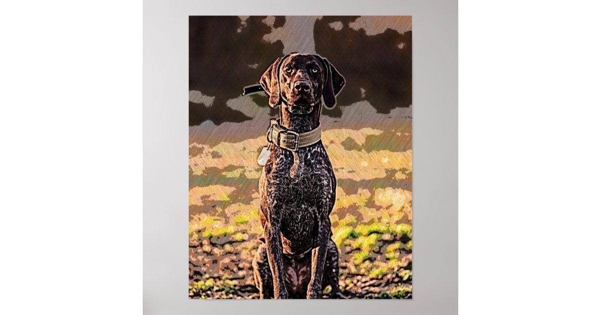 German Shorthaired Pointer, Pointer, GSP Poster | Zazzle