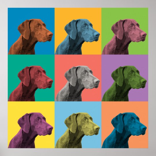 German Shorthaired Pointer Pop-Art Poster | Zazzle.co.uk