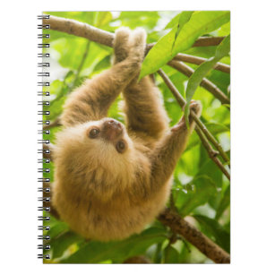 Sloth Notebooks | Zazzle.co.uk
