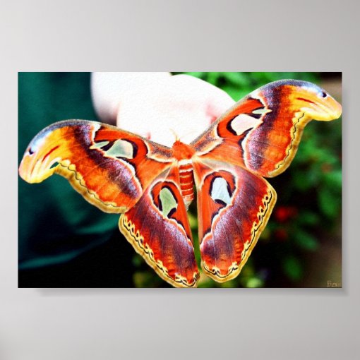 Giant Atlas Moth Poster | Zazzle